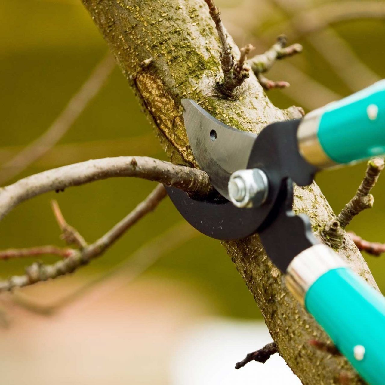 Testimonials - AAA Tree Works